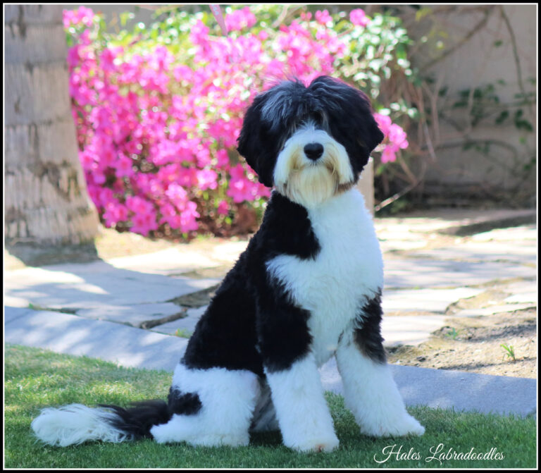 Bernie - Hale's Australian Labradoodles