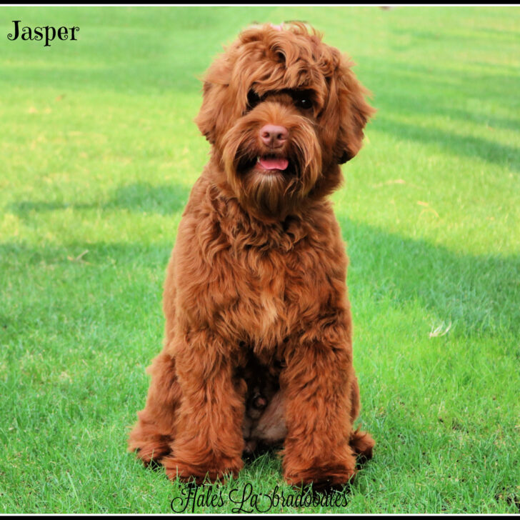 Studs Mini - Hale's Australian Labradoodles