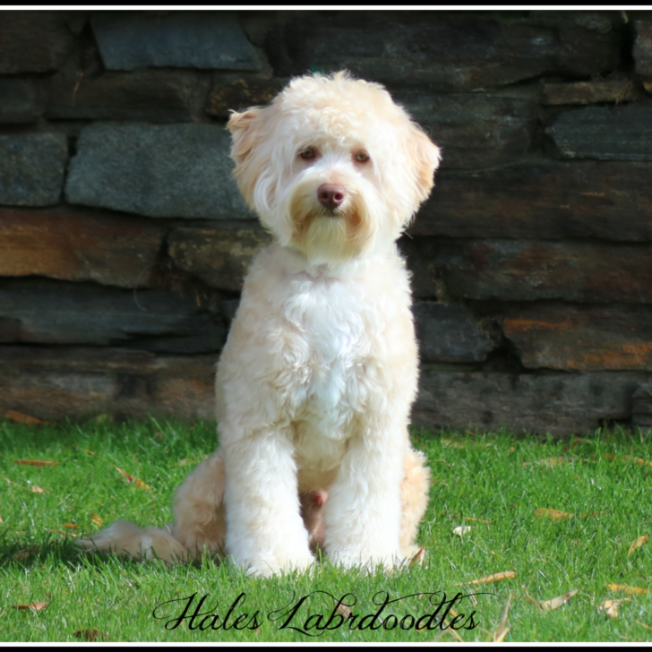 Studs Mini - Hale's Australian Labradoodles