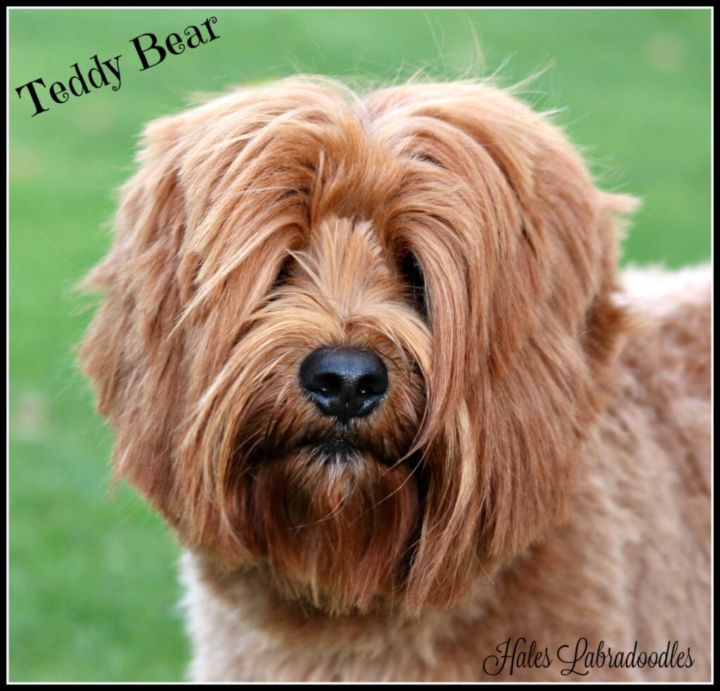 Future Litters - Hale's Australian Labradoodles