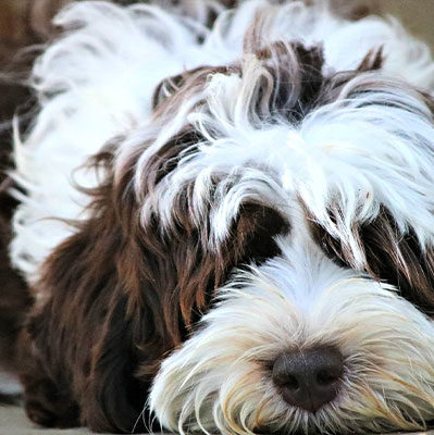 Photo Gallery - Hale's Australian Labradoodles