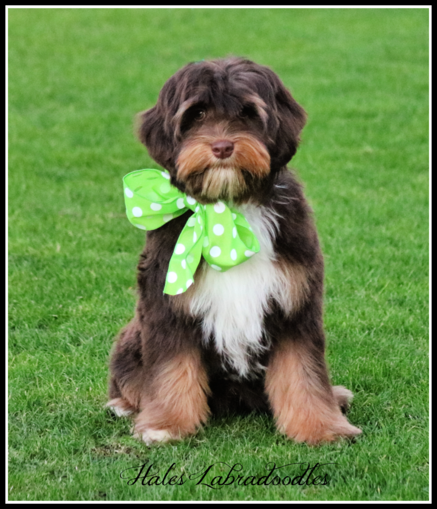 Adoption Application - Hale's Australian Labradoodles