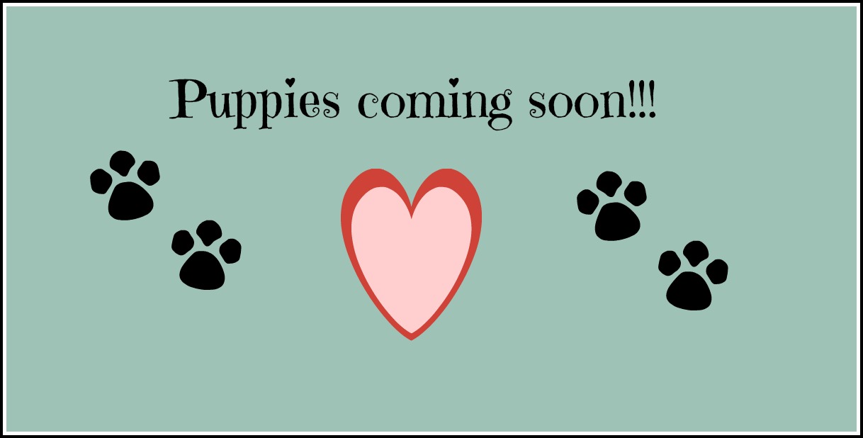 Available Puppies - Hale's Australian Labradoodles