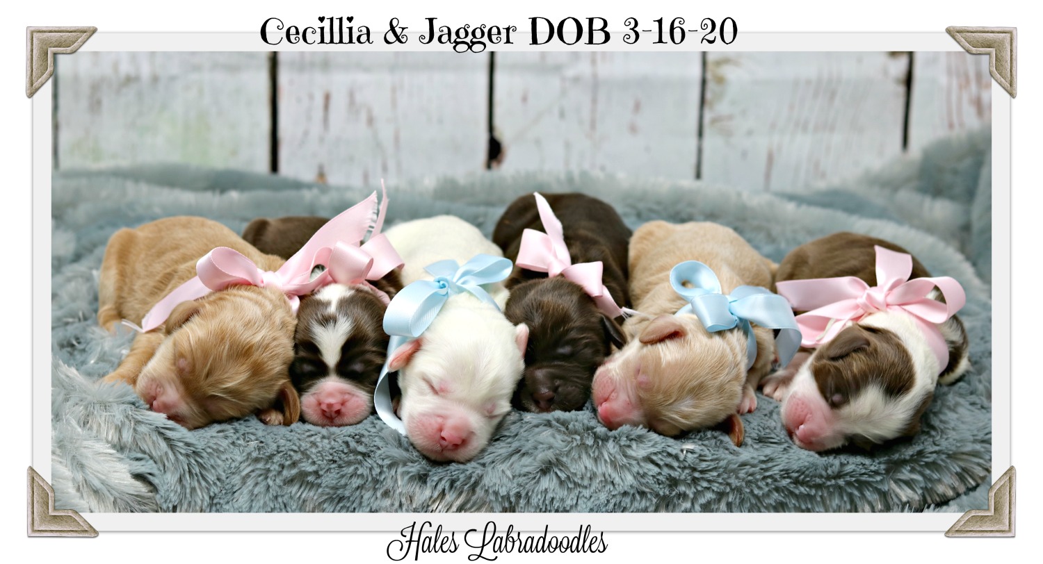 Available Puppies - Hale's Australian Labradoodles