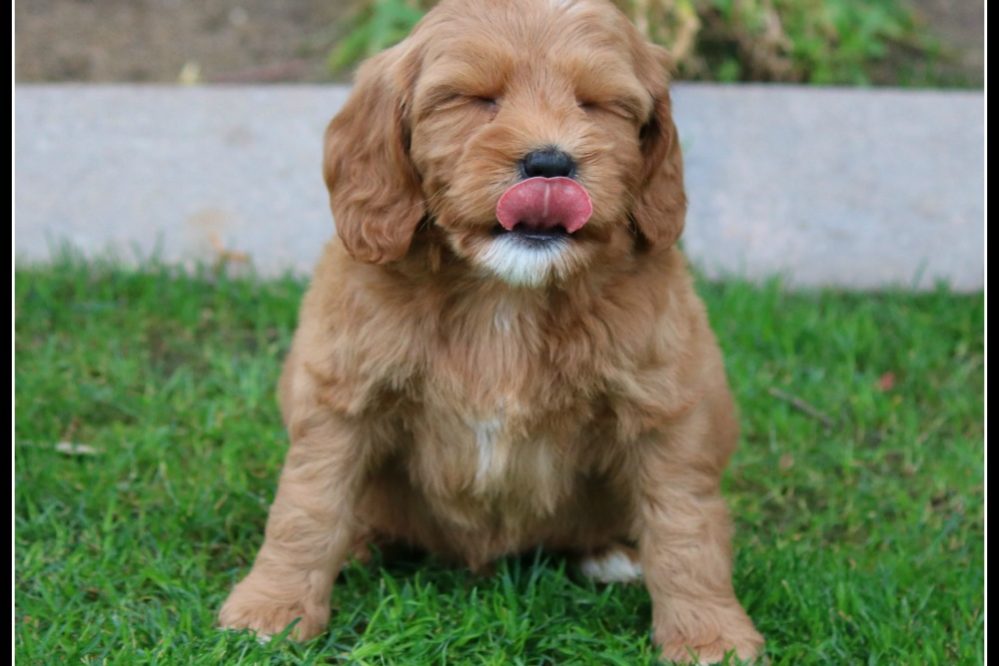 Home - Hale's Australian Labradoodles Home of the Pampered Pooch