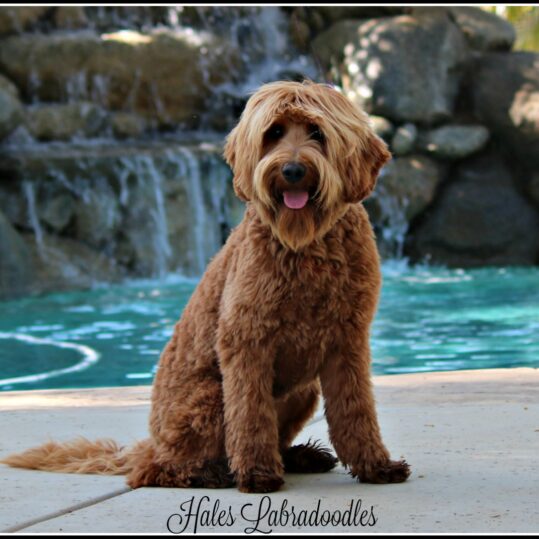 Photo Gallery - Hale's Australian Labradoodles
