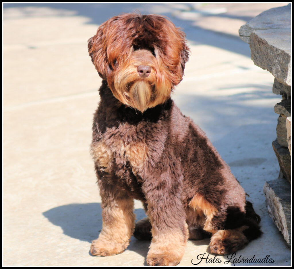 Cash - Hale's Australian Labradoodles