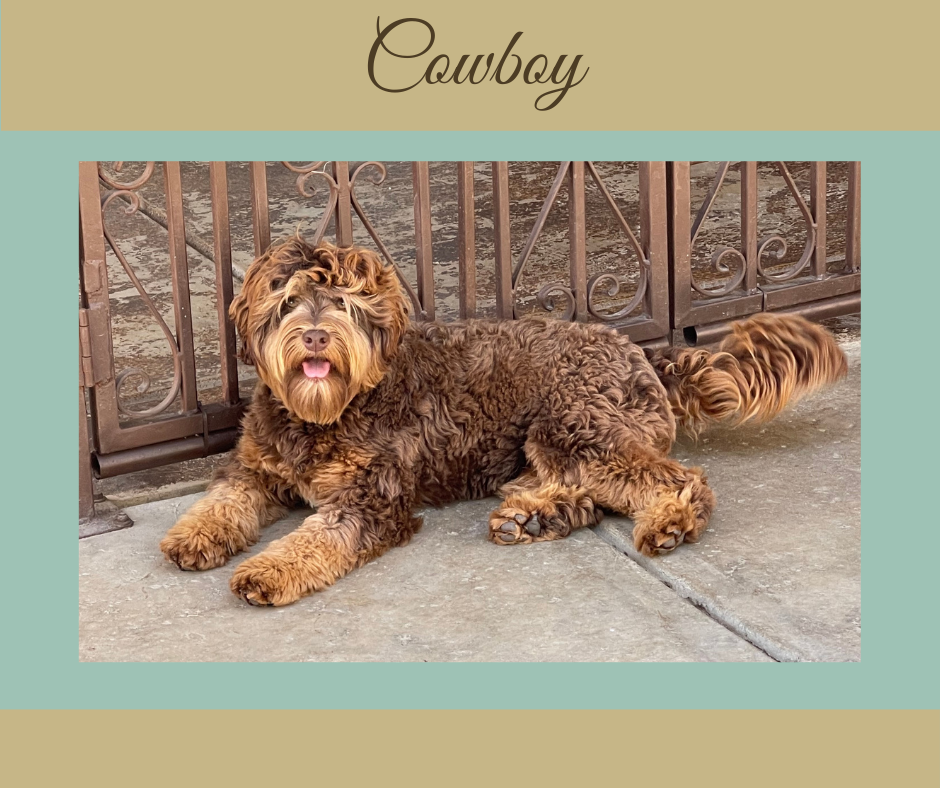 Cowboy - Hale's Australian Labradoodles