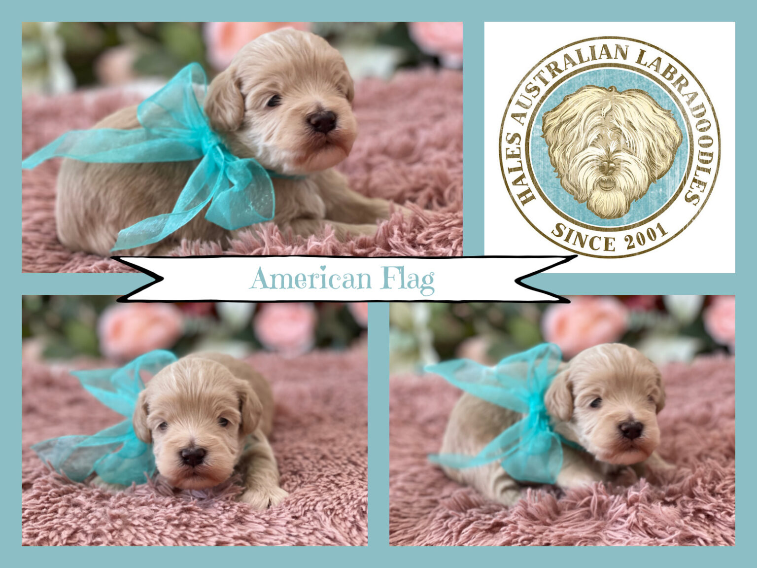 Available Puppies - Hale's Australian Labradoodles