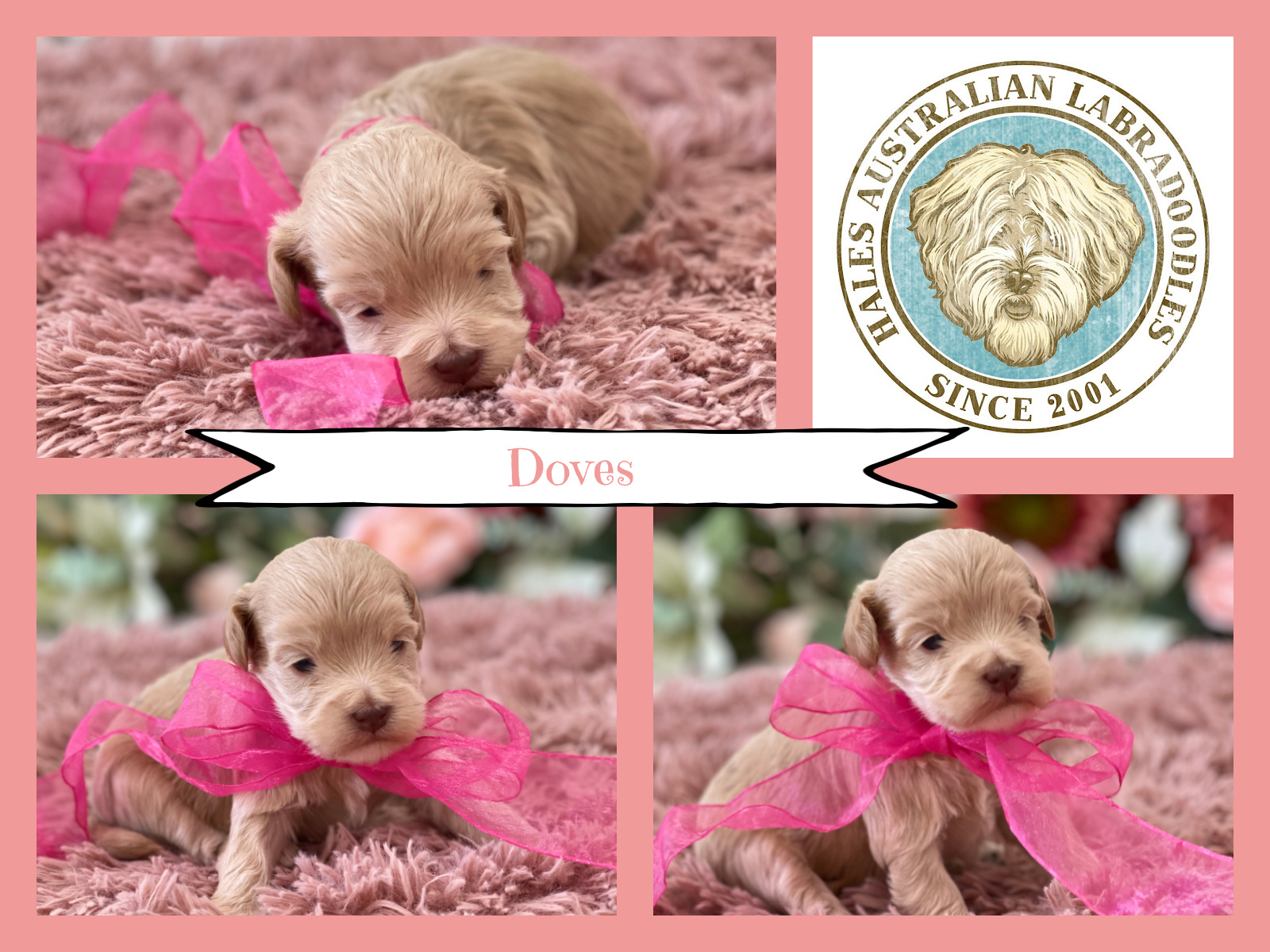 Available Puppies - Hale's Australian Labradoodles