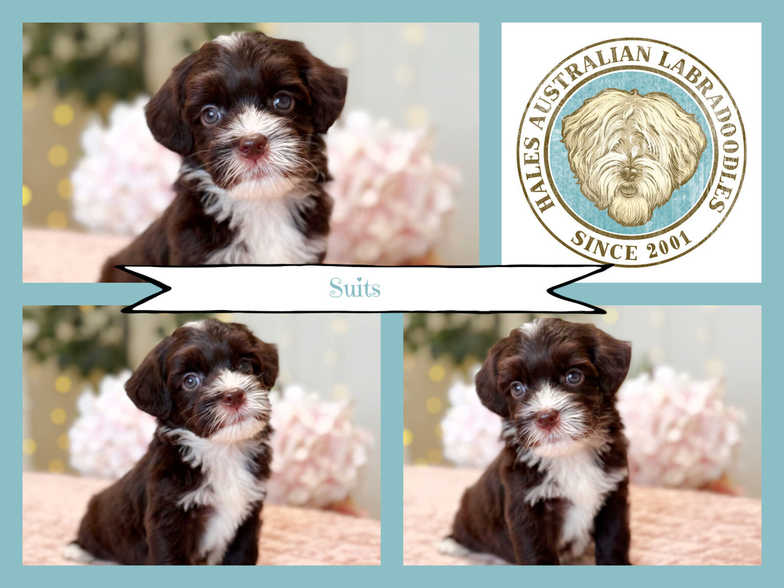 Available Puppies - Hale's Australian Labradoodles